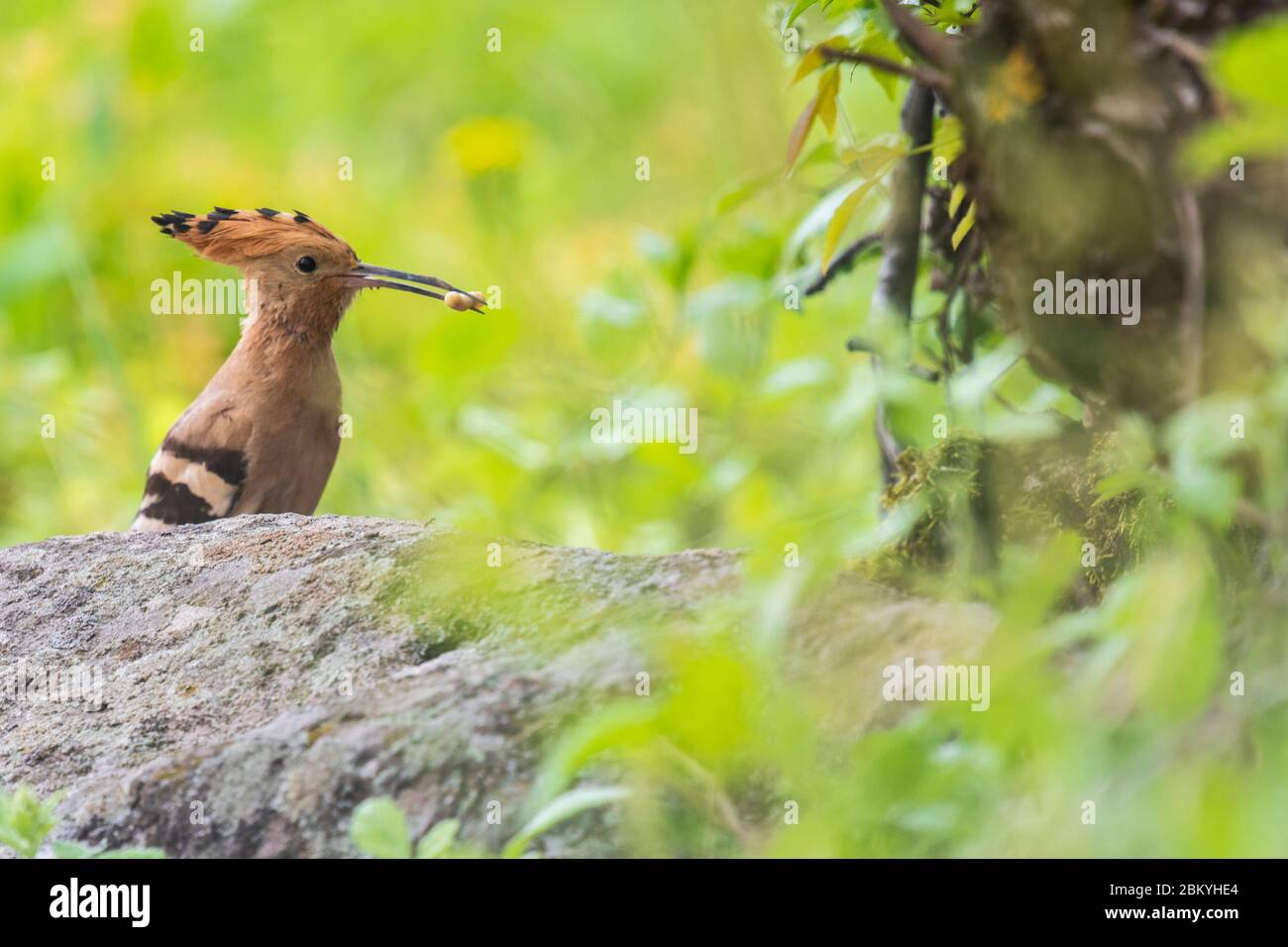 Nouriture hi-res stock photography and images - Alamy