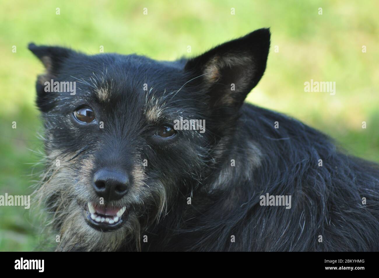 Dog, mongrel with tongue. Human friend Stock Photo - Alamy