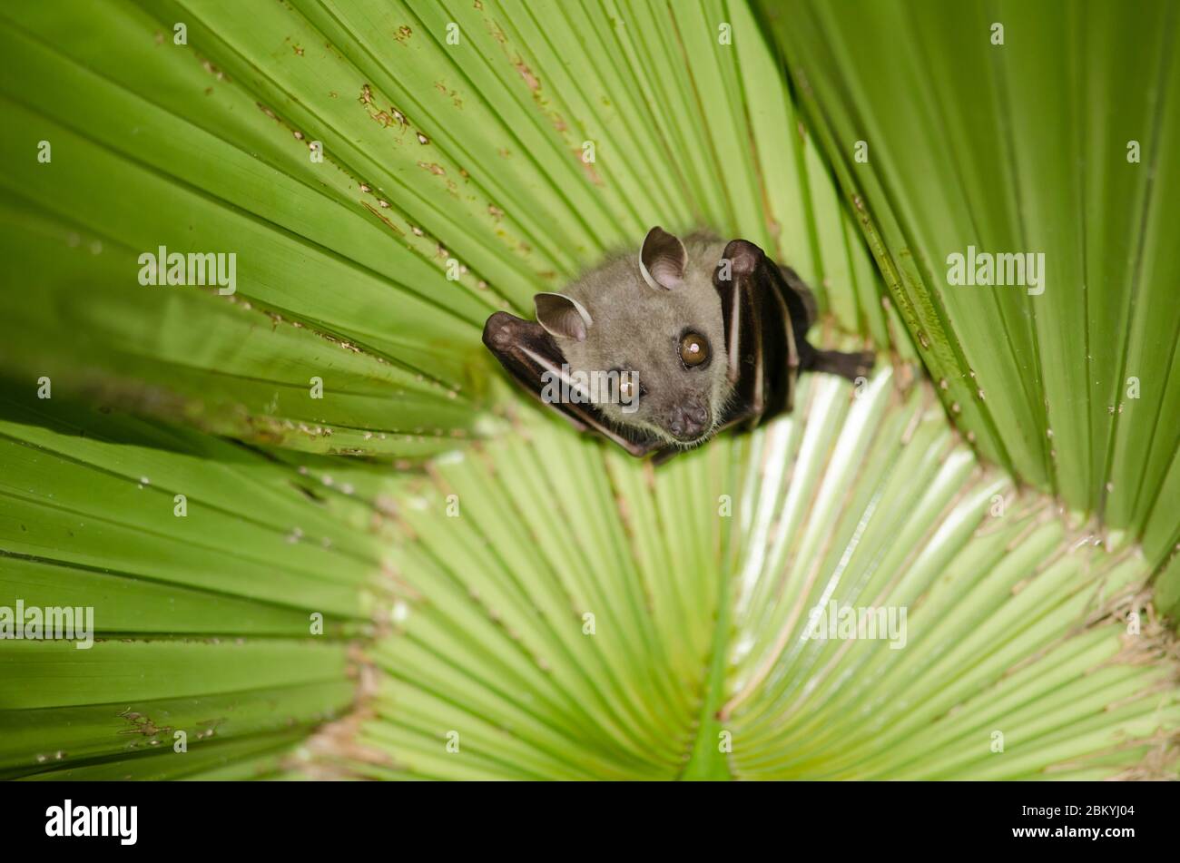 bat are sleeping in palm tree on the ceiling period midday Stock Photo ...