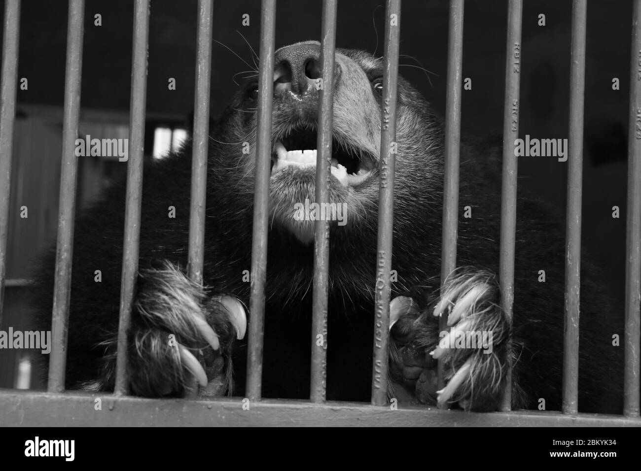 malayun sun bear is dangerous species in forest ,thailand and it have ...