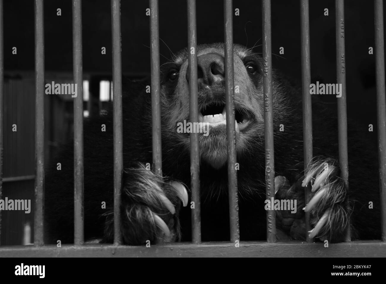 malayun sun bear is dangerous species in forest ,thailand and it have ...