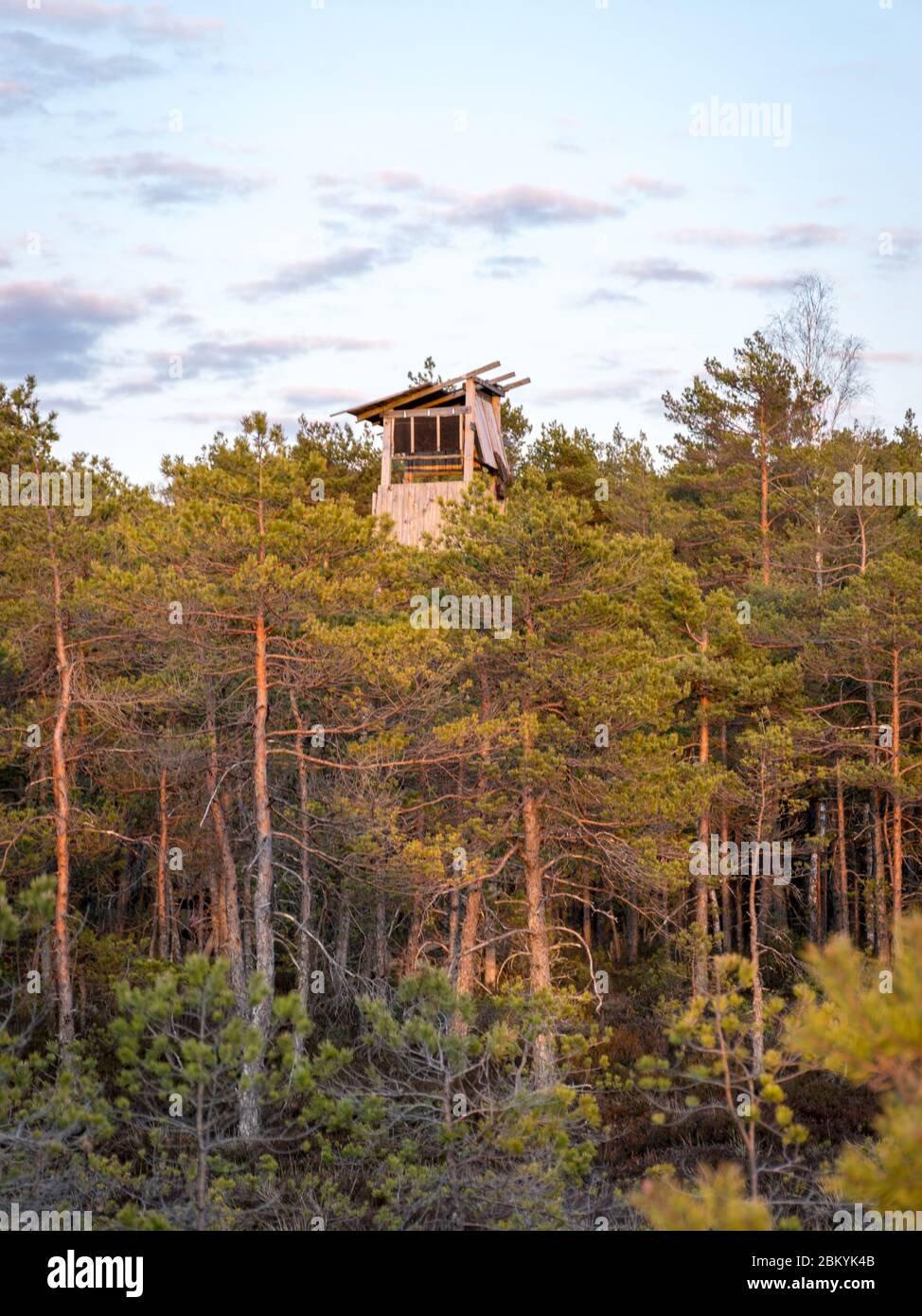 Twilight sunset in the swamp, bog overgrown with trees and reeds ...