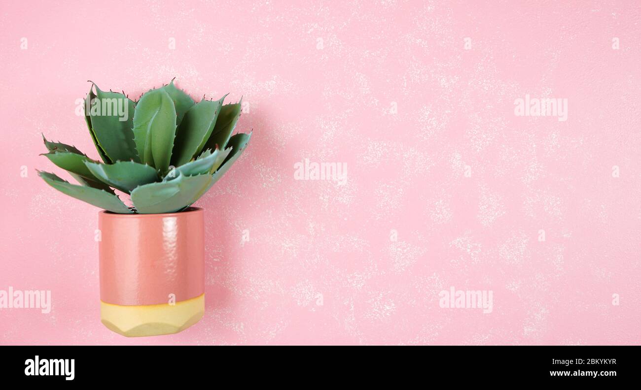 Cactus in pink planter on textured pink background with negative copy ...