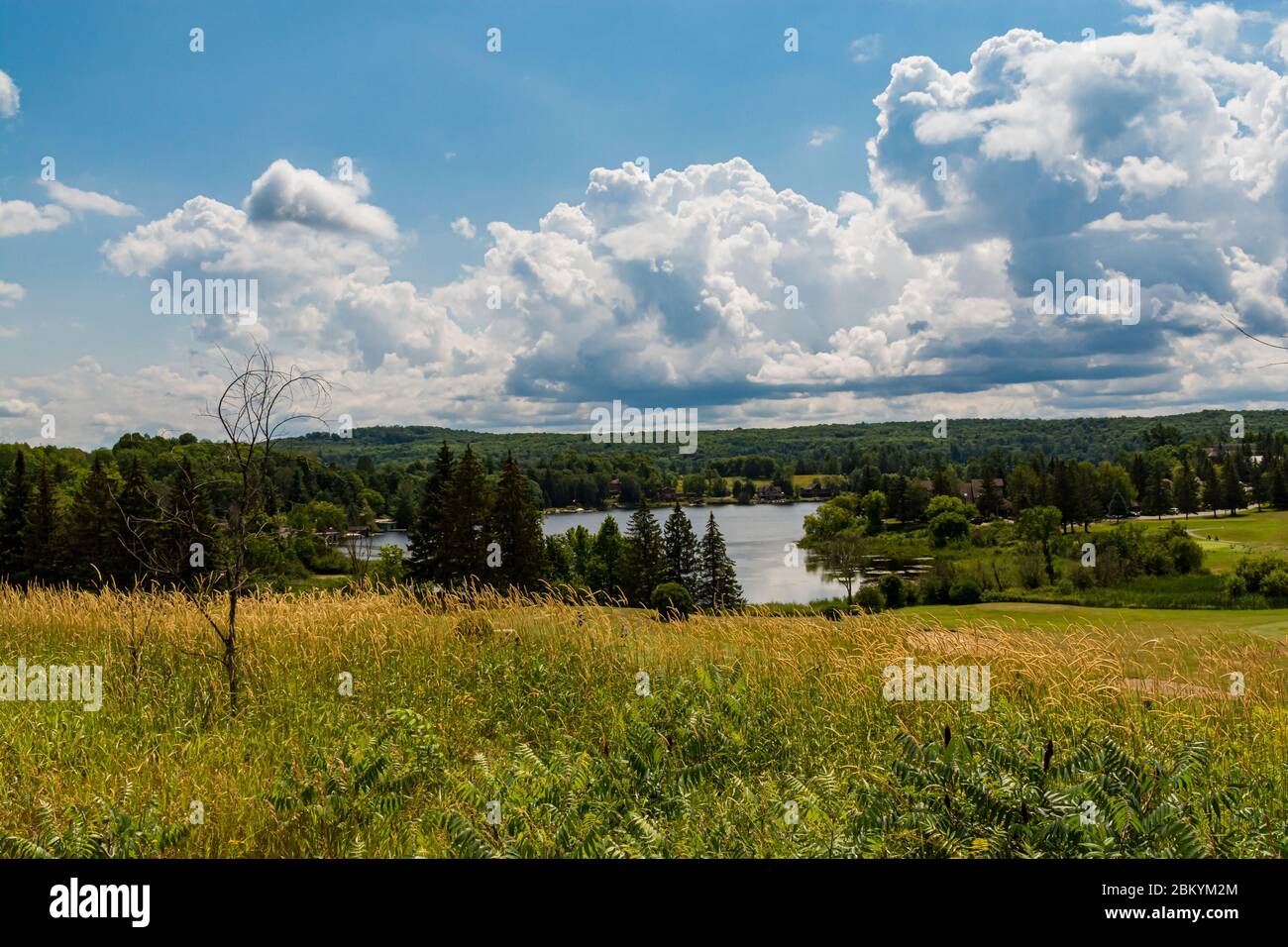 Summer scene with lake and forest Stock Photo - Alamy