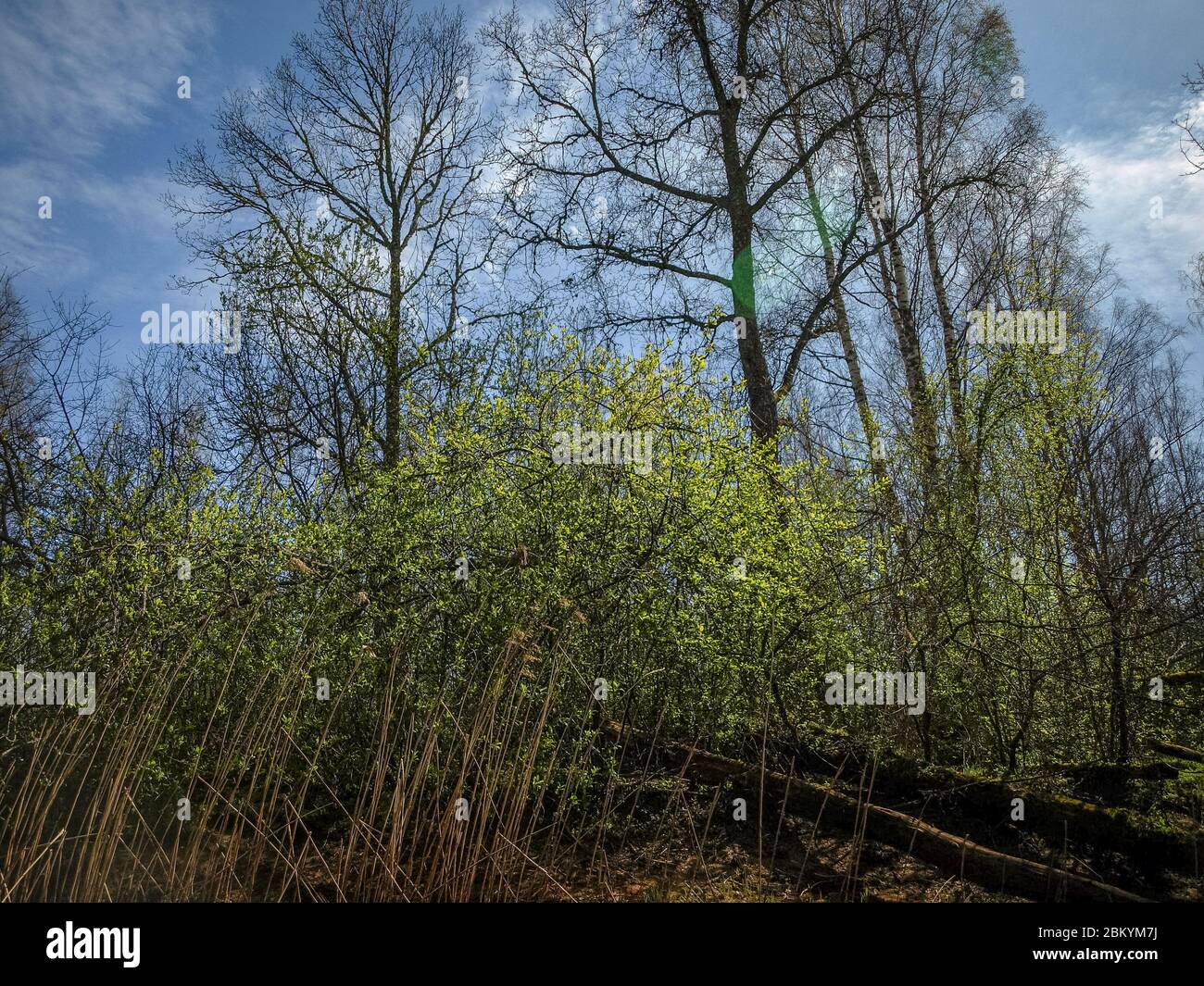 spring landscape with trees that have shown the first leaves Stock ...