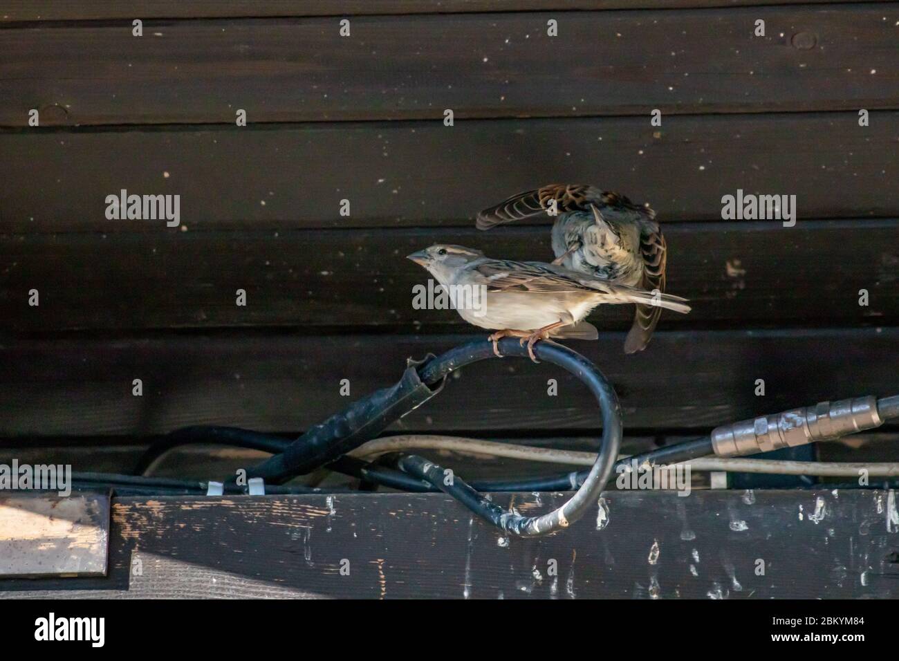 House Sparrow Mating High Resolution Stock Photography and Images - Alamy
