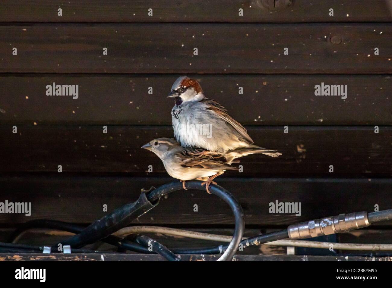 House sparrow mating hi-res stock photography and images - Alamy