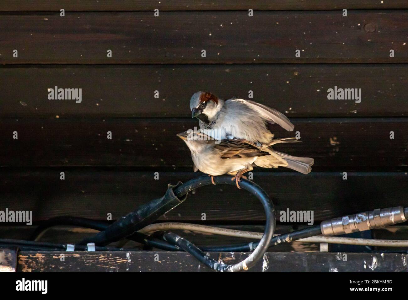 Two house sparrows caught during mating Stock Photo - Alamy