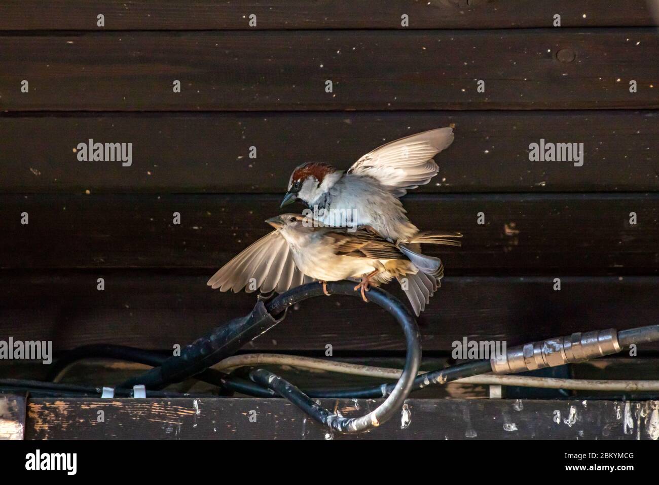 House sparrow mating hi-res stock photography and images - Alamy