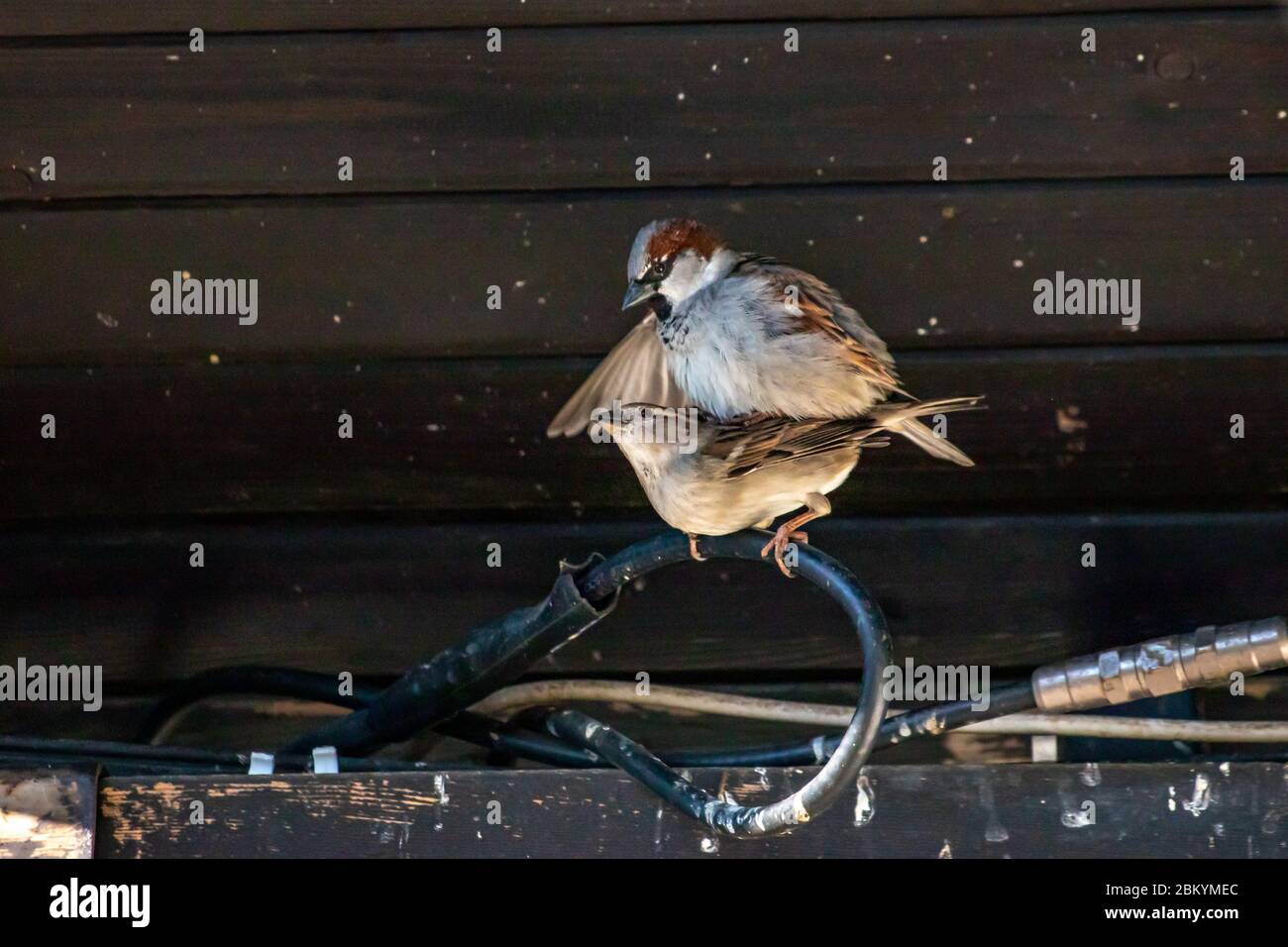 House sparrow mating hi-res stock photography and images - Alamy