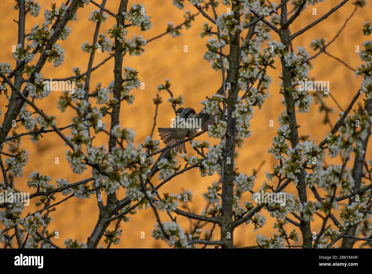 Two house sparrows mating on blossom tree Stock Photo - Alamy