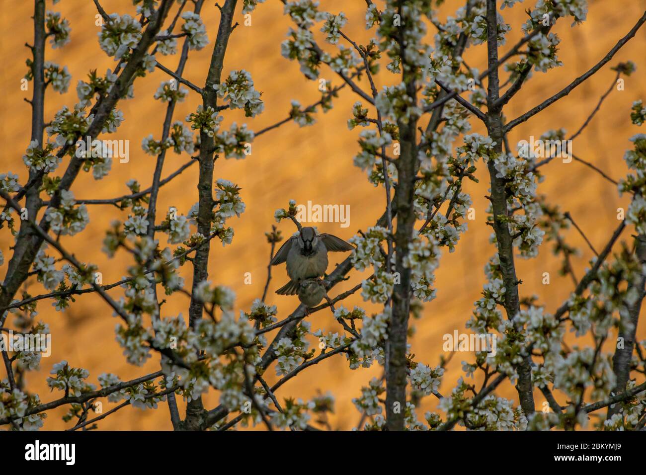 House Sparrow Mating High Resolution Stock Photography and Images - Alamy