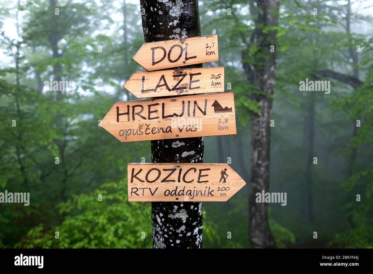 A wooden trail signs points the way to the hiking trails in lush forest ...