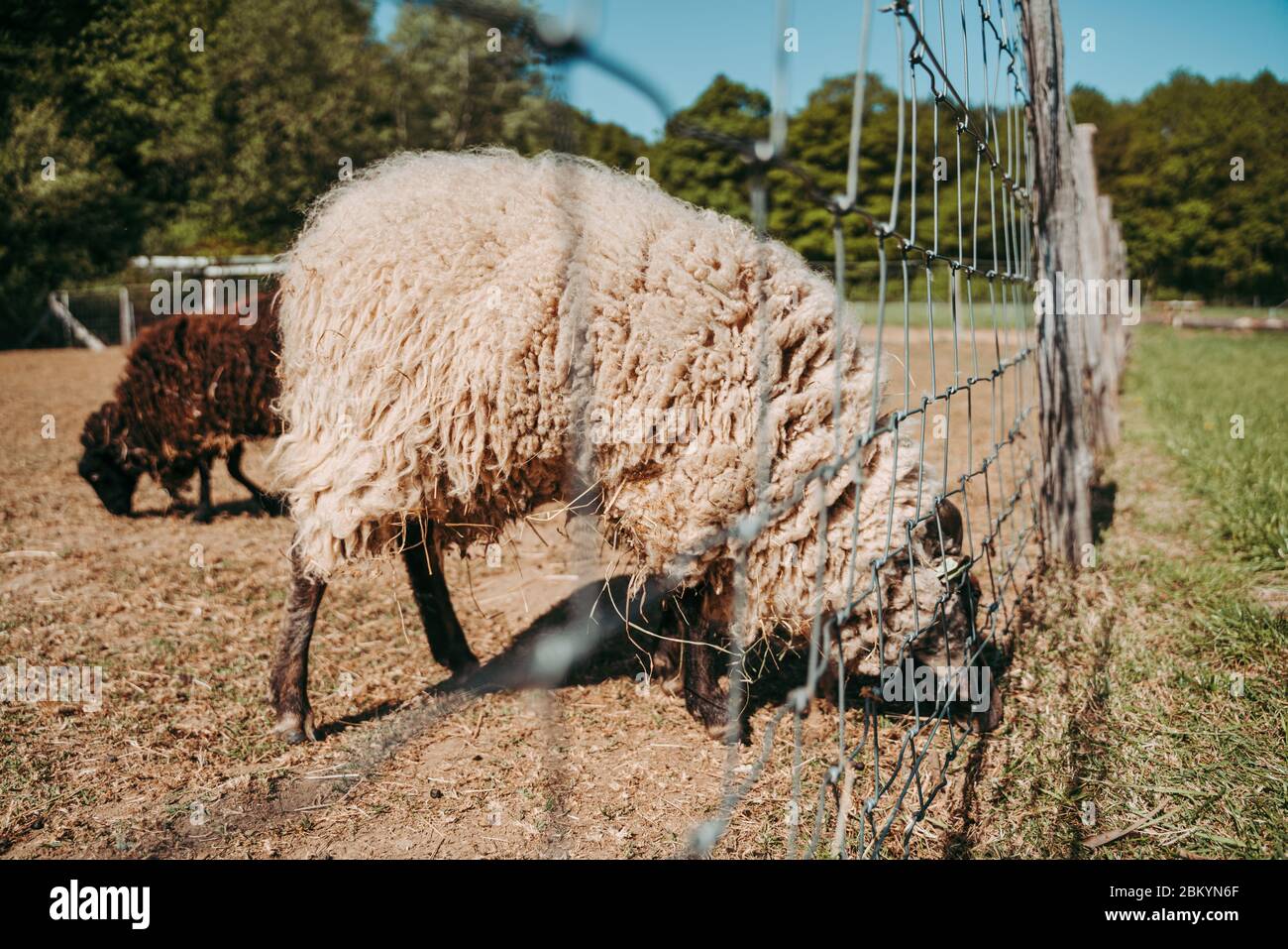 White sheep full of wool in the farm Stock Photo - Alamy