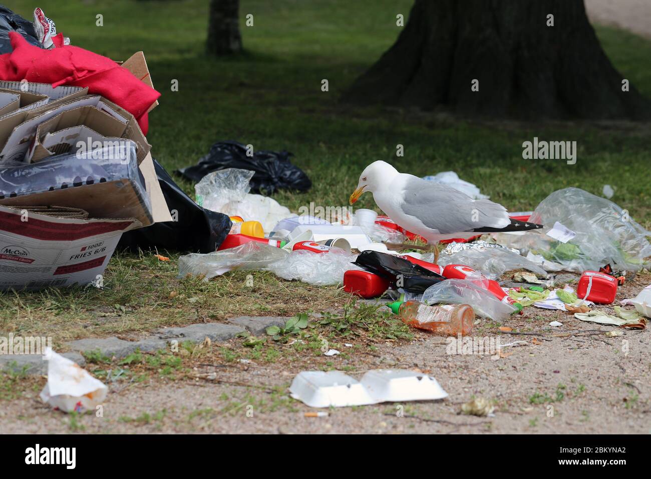 Seagulls exploring trash of overly full trashcans after morning after ...