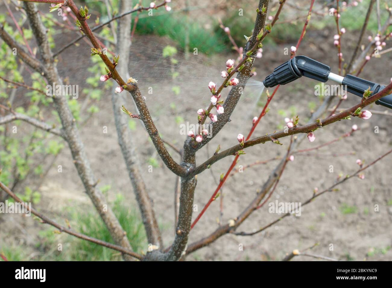 Young nectarine tree is protected from fungal disease or vermin by a ...