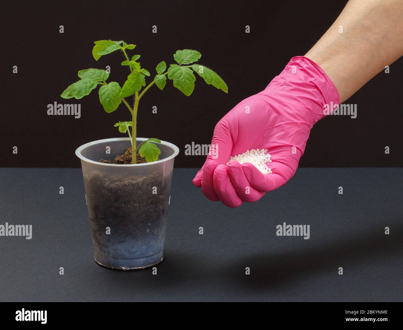 Farmer is holding chemical fertilizer for a young tomato plant growing ...