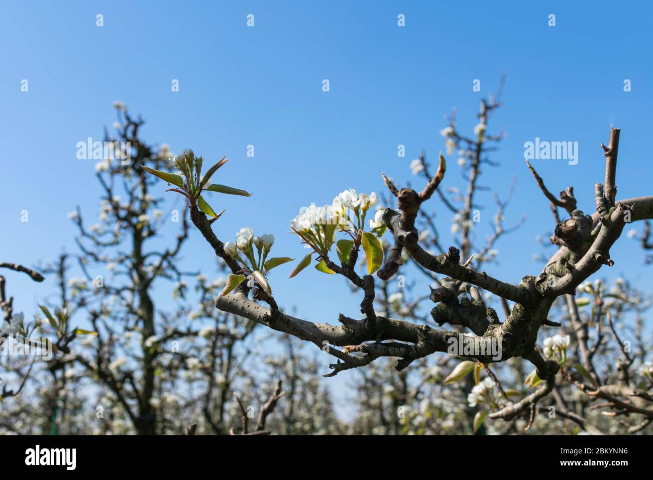 A branch of an apple tree in full blossom, and white flowers in the ...