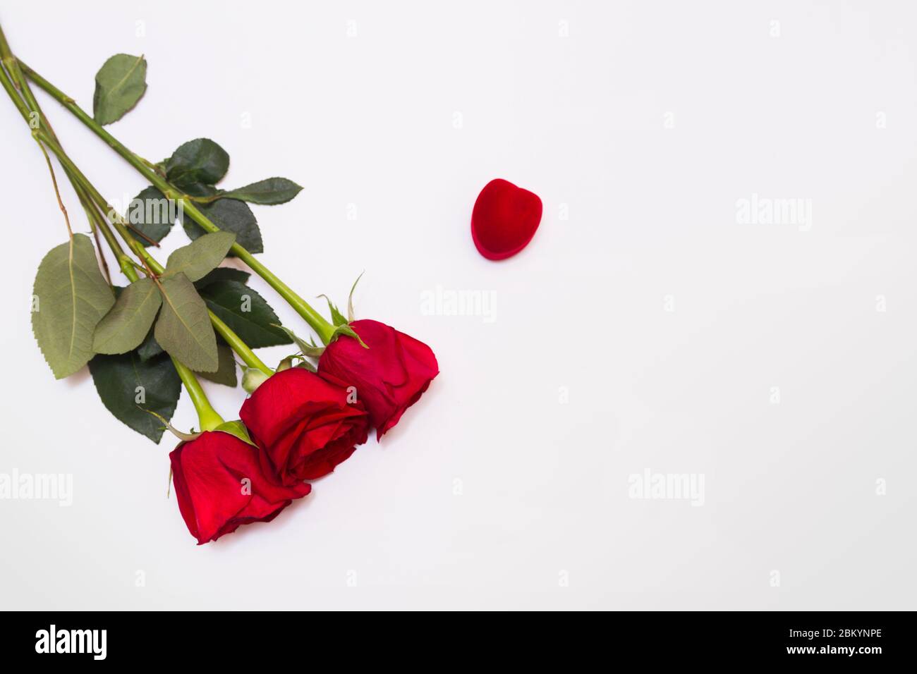 Three red roses flat lay on white background with copy space. Velvet ...