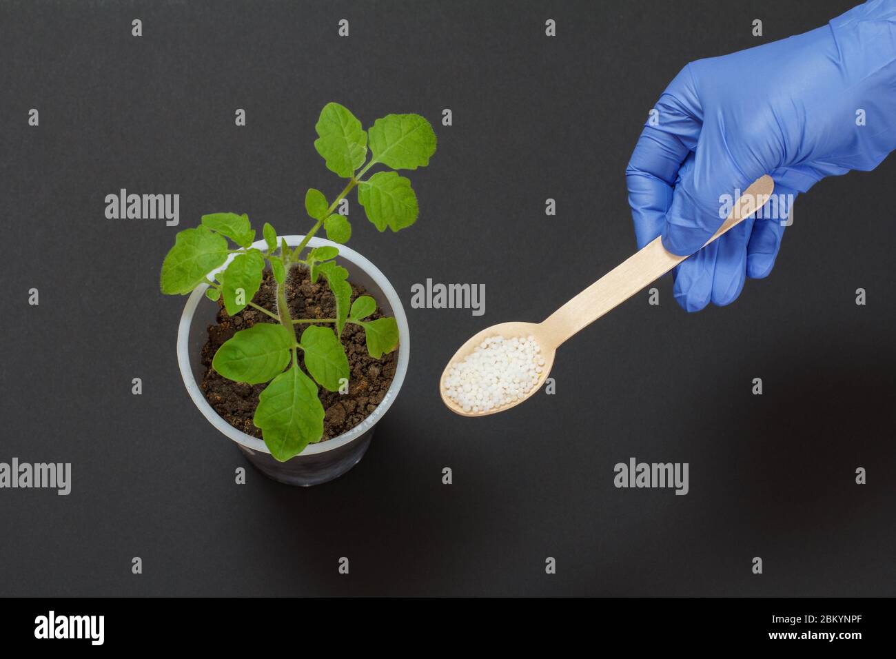 Farmer is holding a spoon with chemical fertilizer for a young tomato ...