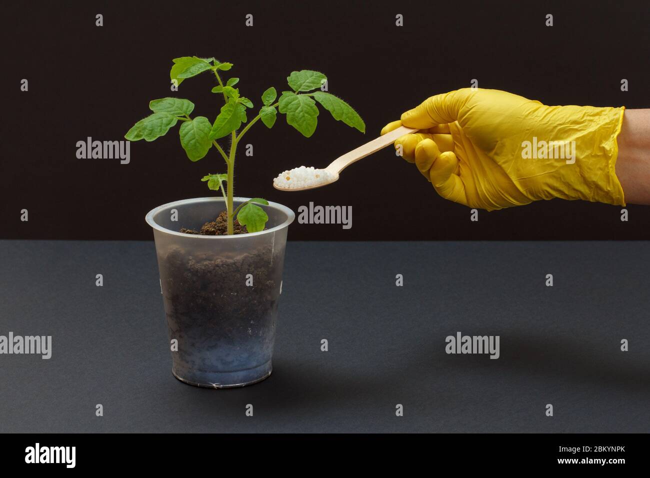 Farmer is holding a spoon with chemical fertilizer for a young tomato ...