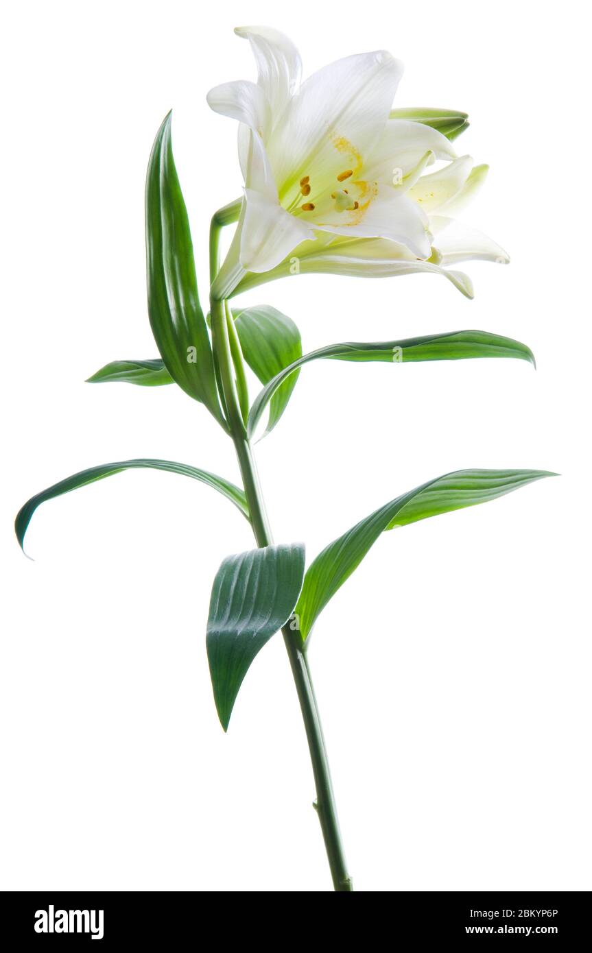 Beautiful lily flowers on white. Luxury white easter lily flower with ...