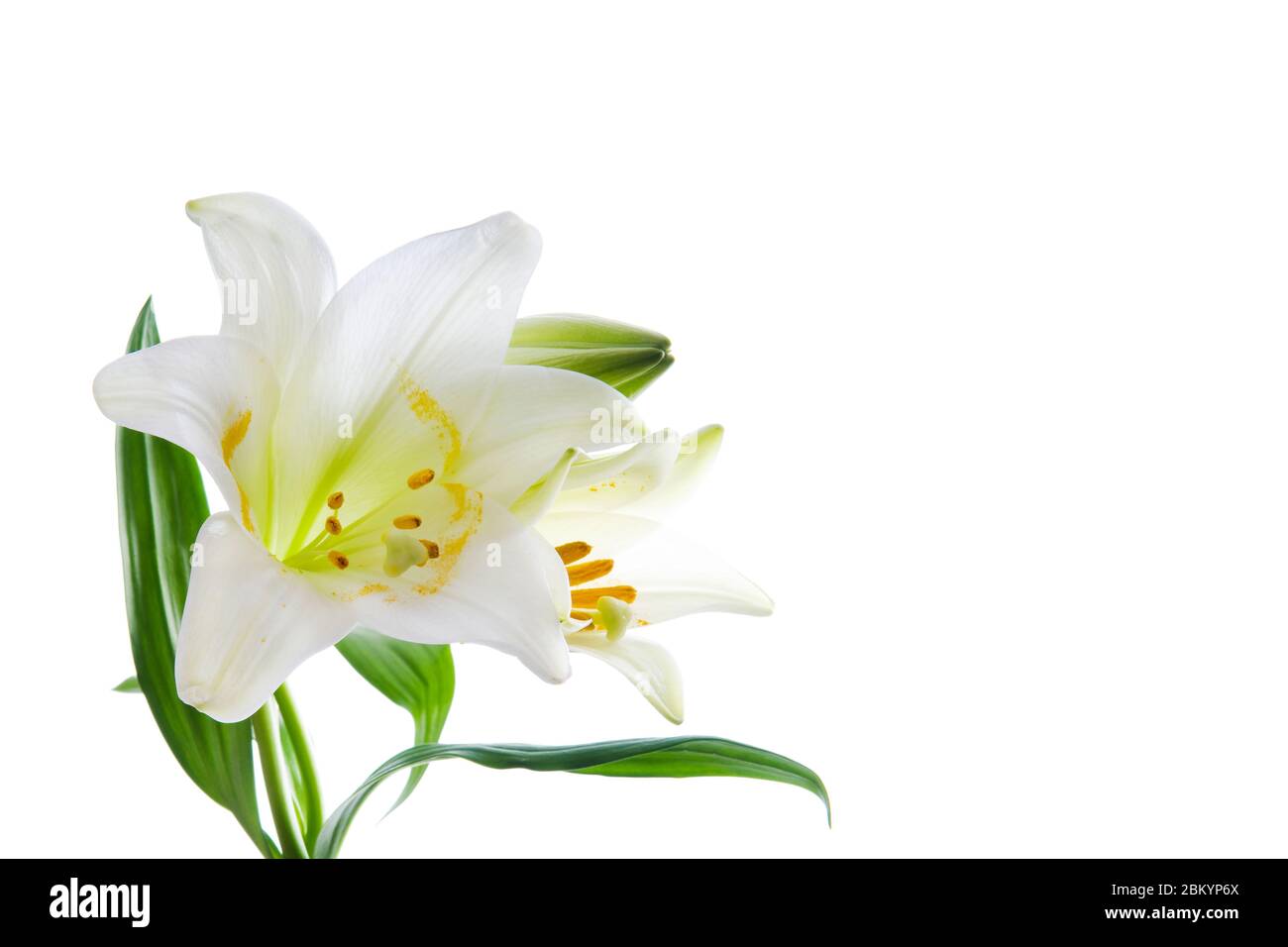 Easter Lilies Background