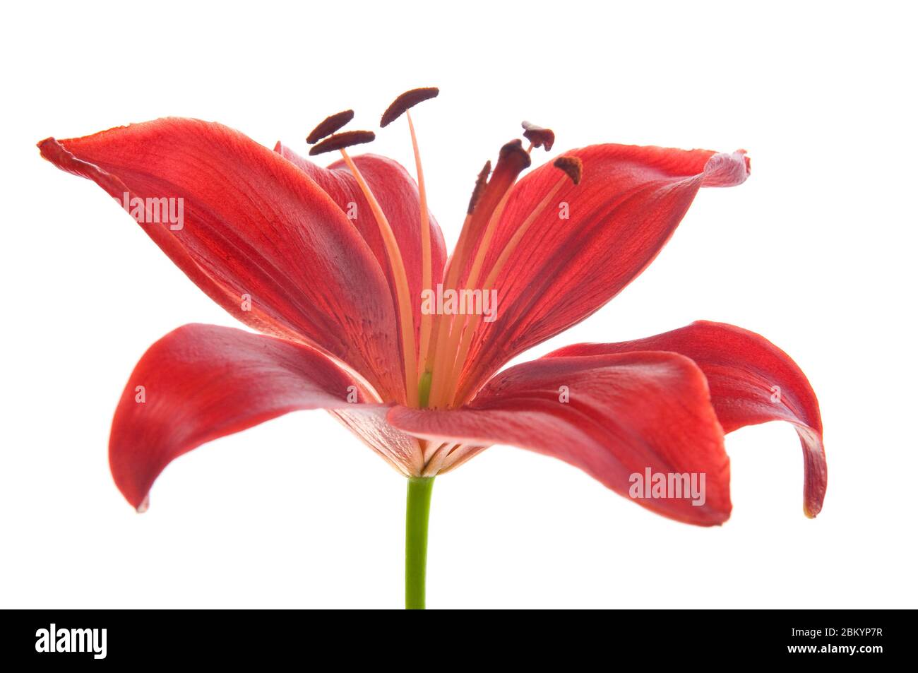 Beautiful lily flowers on white. Luxury red easter lily flower with ...