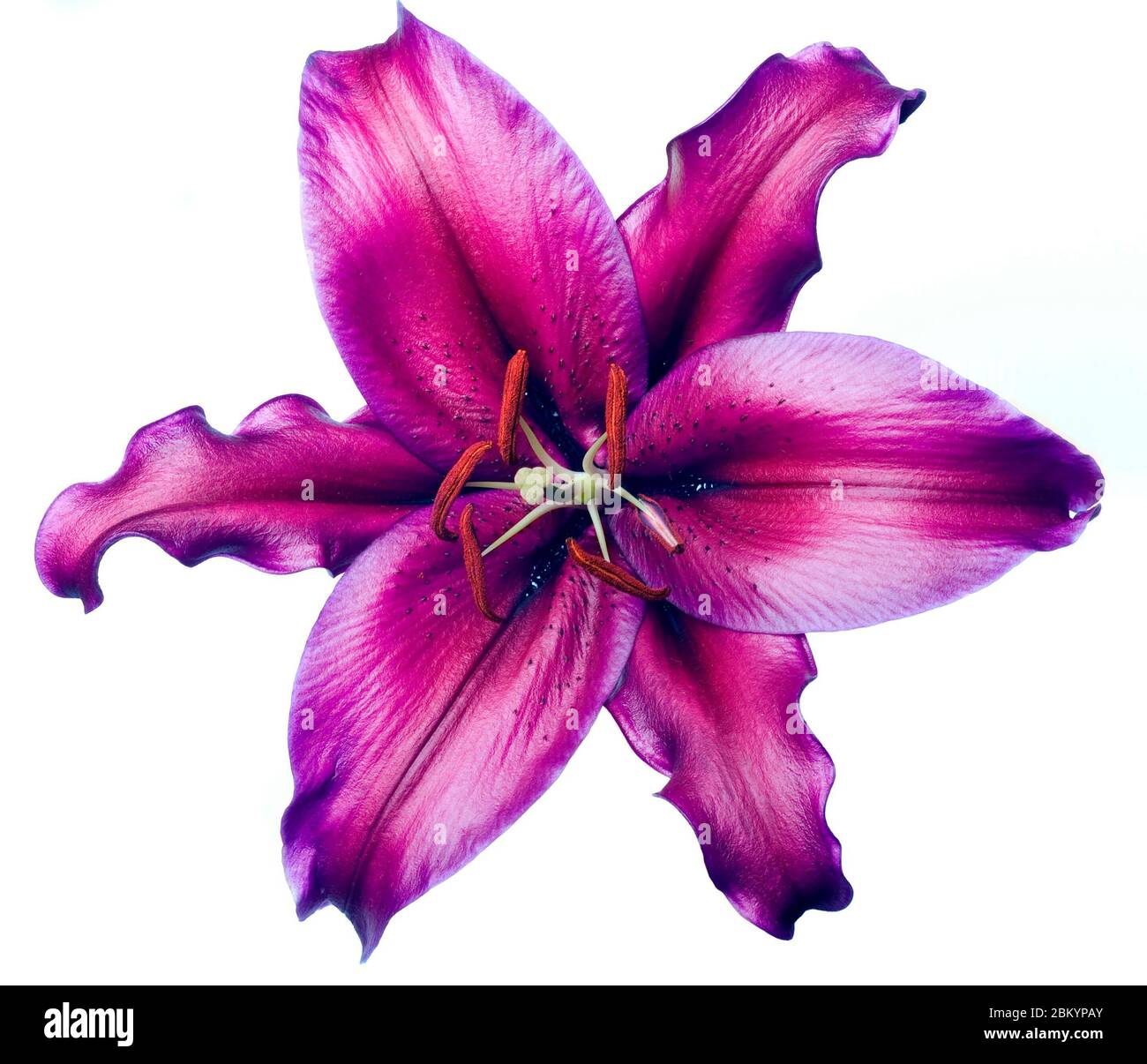Exotic Purple luxury tropical lily flower head isolated on white ...