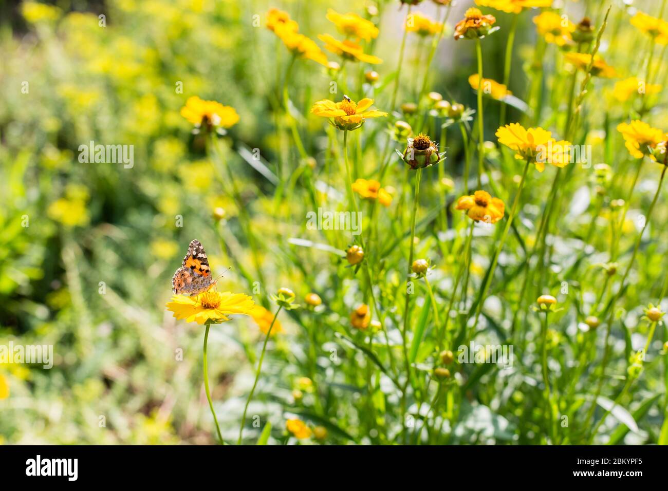 Batterfly pattern hi-res stock photography and images - Alamy