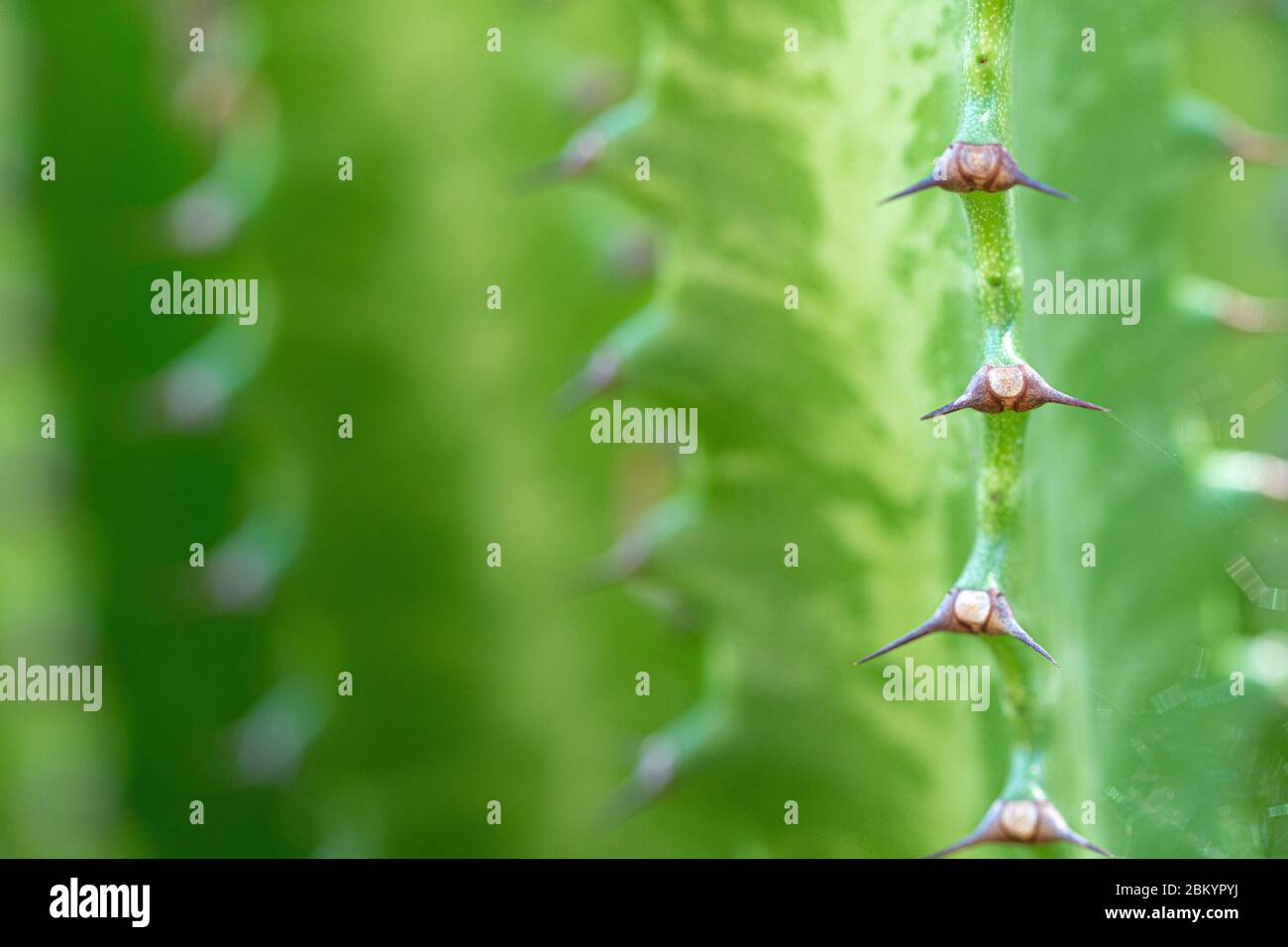 Closeup of spines on cactus, green background cactus with spines Stock ...