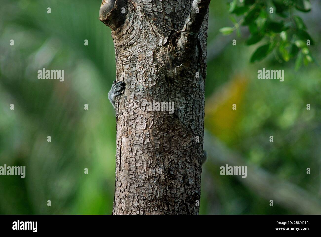Hand of a proboscis monkey (Nasalis larvatus) as the primate is ...