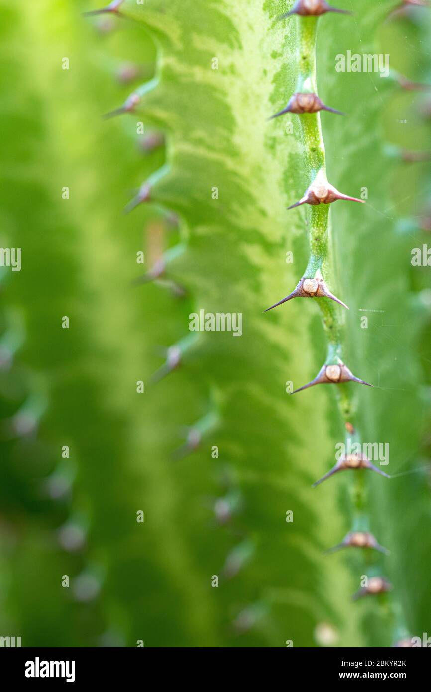 Closeup of spines on cactus, green background cactus with spines Stock ...