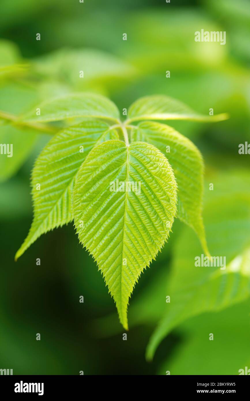 Green leaf of blackberry with detailed surface and visible texture ...