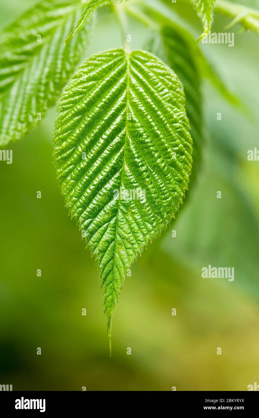 Green leaf of blackberry with detailed surface and visible texture ...