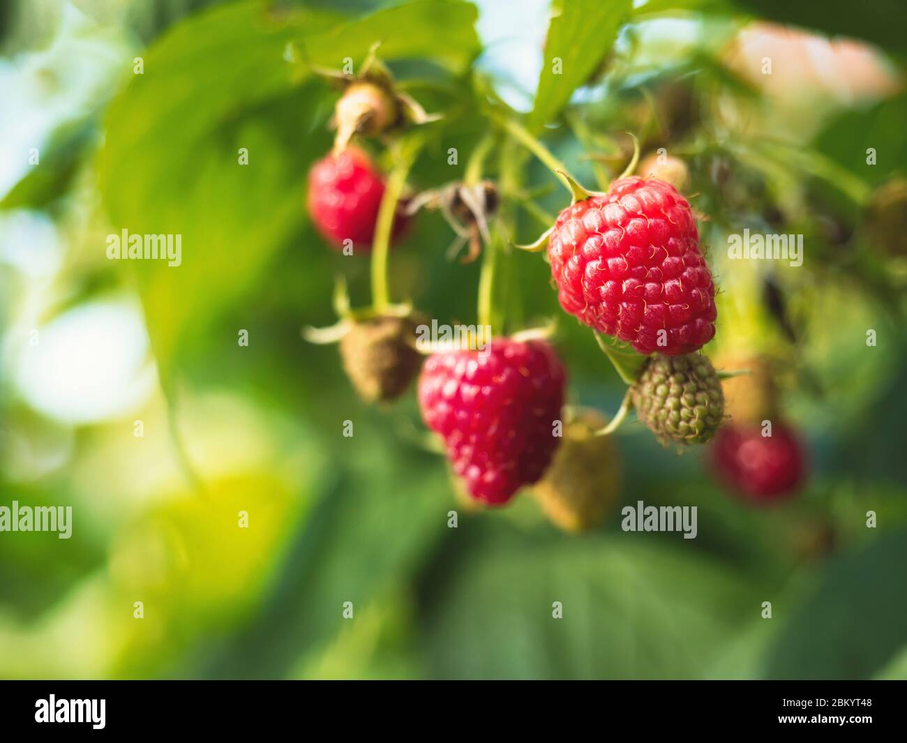 Natural food - fresh red raspberries in a garden. Bunch of ripe ...