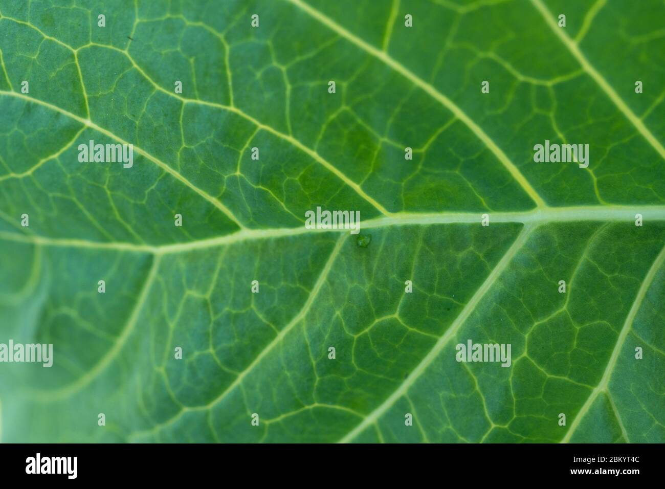 Green leaf of cabbage with drops of water. Close-up. Healthy food. The ...