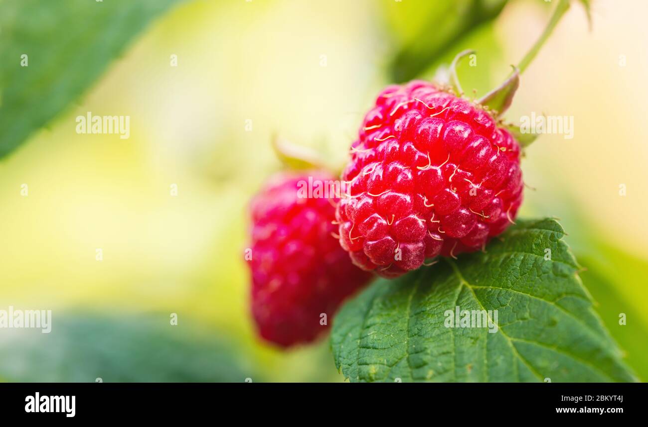 Natural food - fresh red raspberries in a garden. Bunch of ripe ...