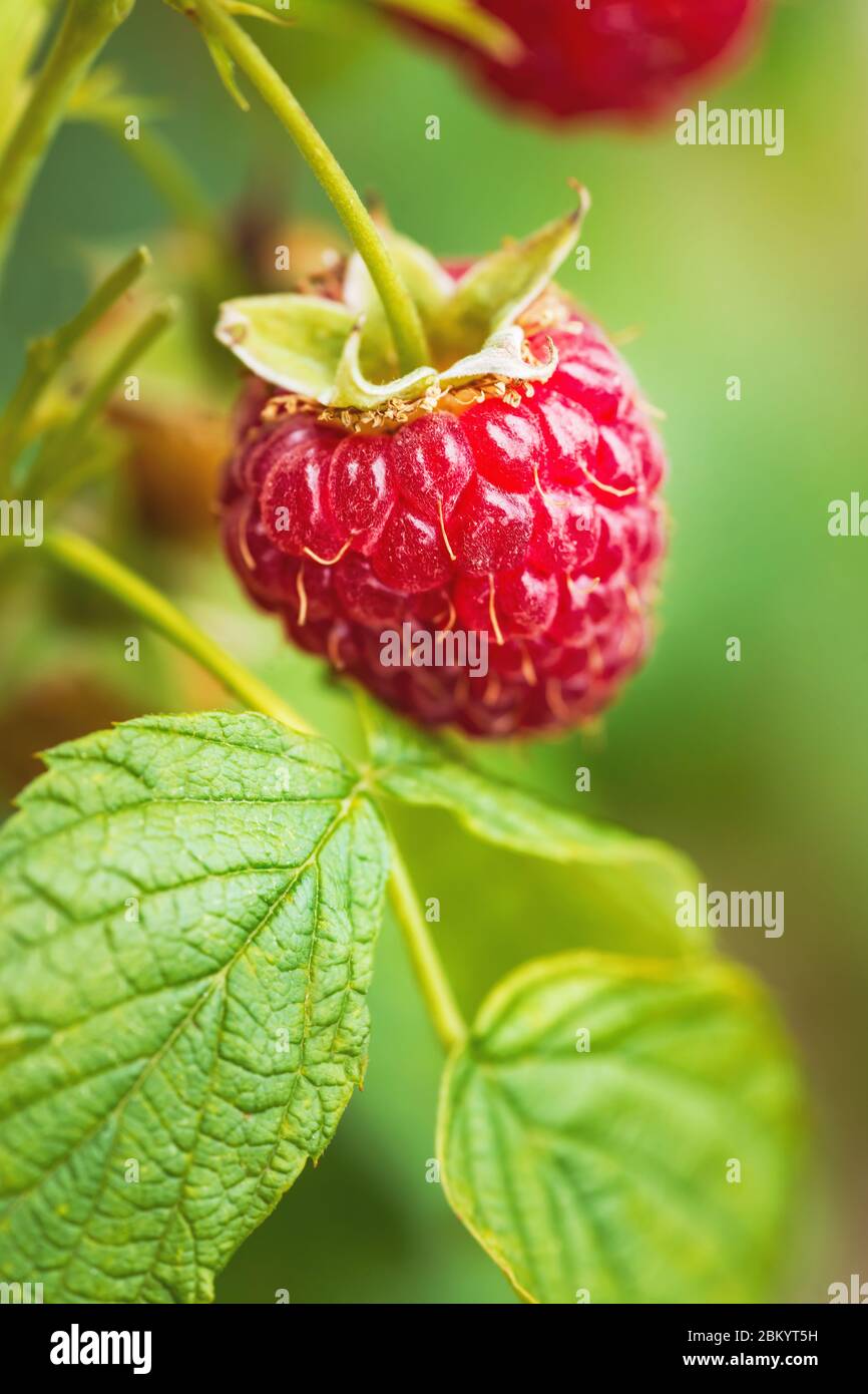 Natural food - fresh red raspberries in a garden. Bunch of ripe ...