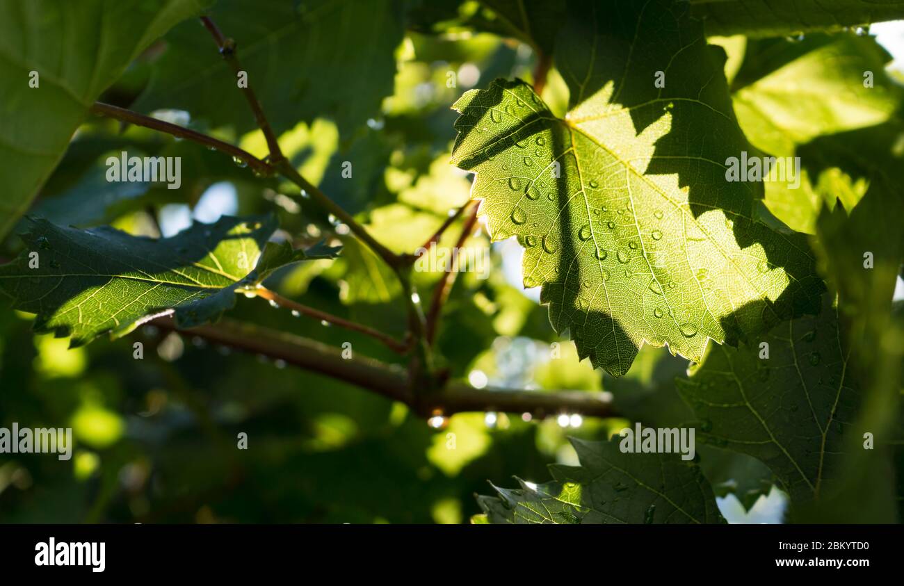 Sunshine illuminates tree leaves with details of raindrops Stock Photo ...