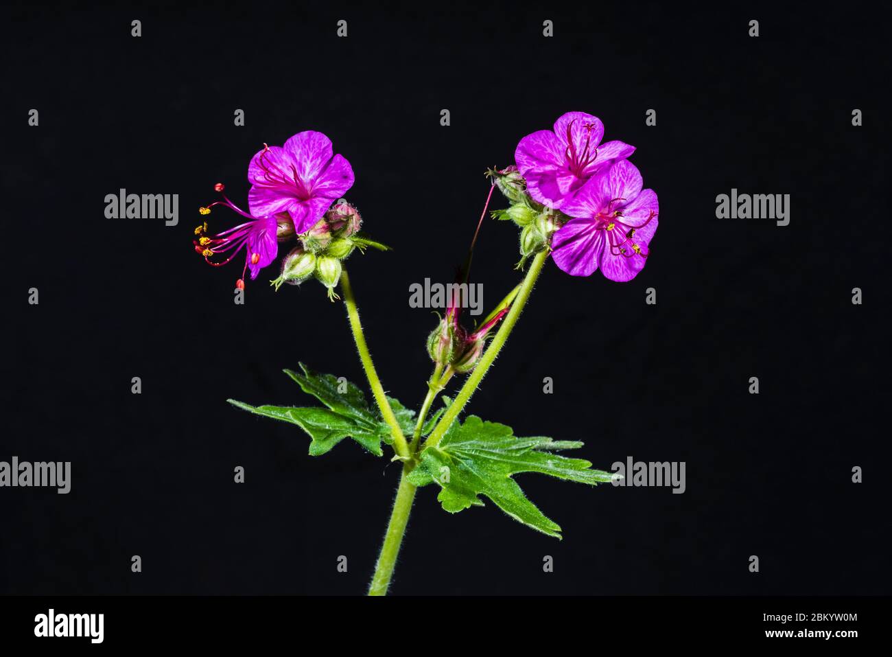 Studio close-up of a Geranium macrorrhizum (big-root cranesbill Stock ...