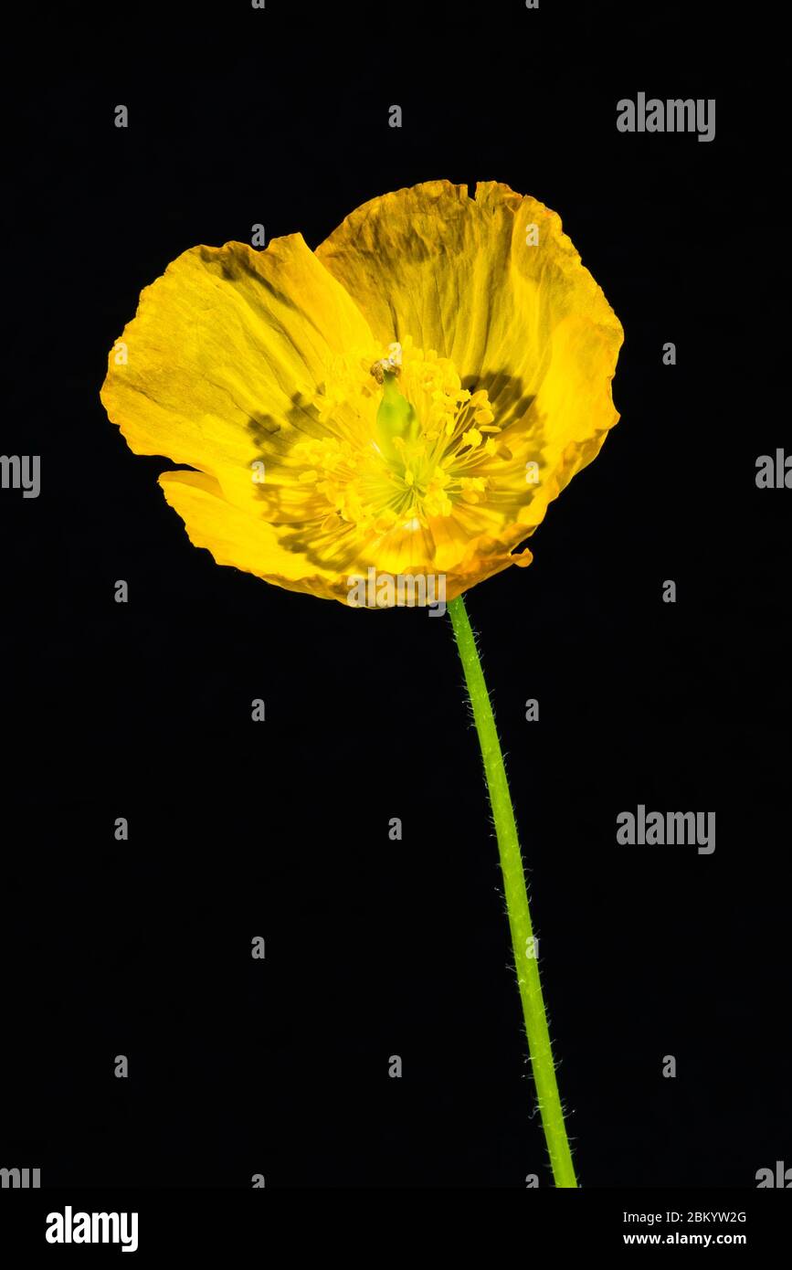 Studio close-up of a bright yellow Welsh Poppy (Meconopsis cambrica ...
