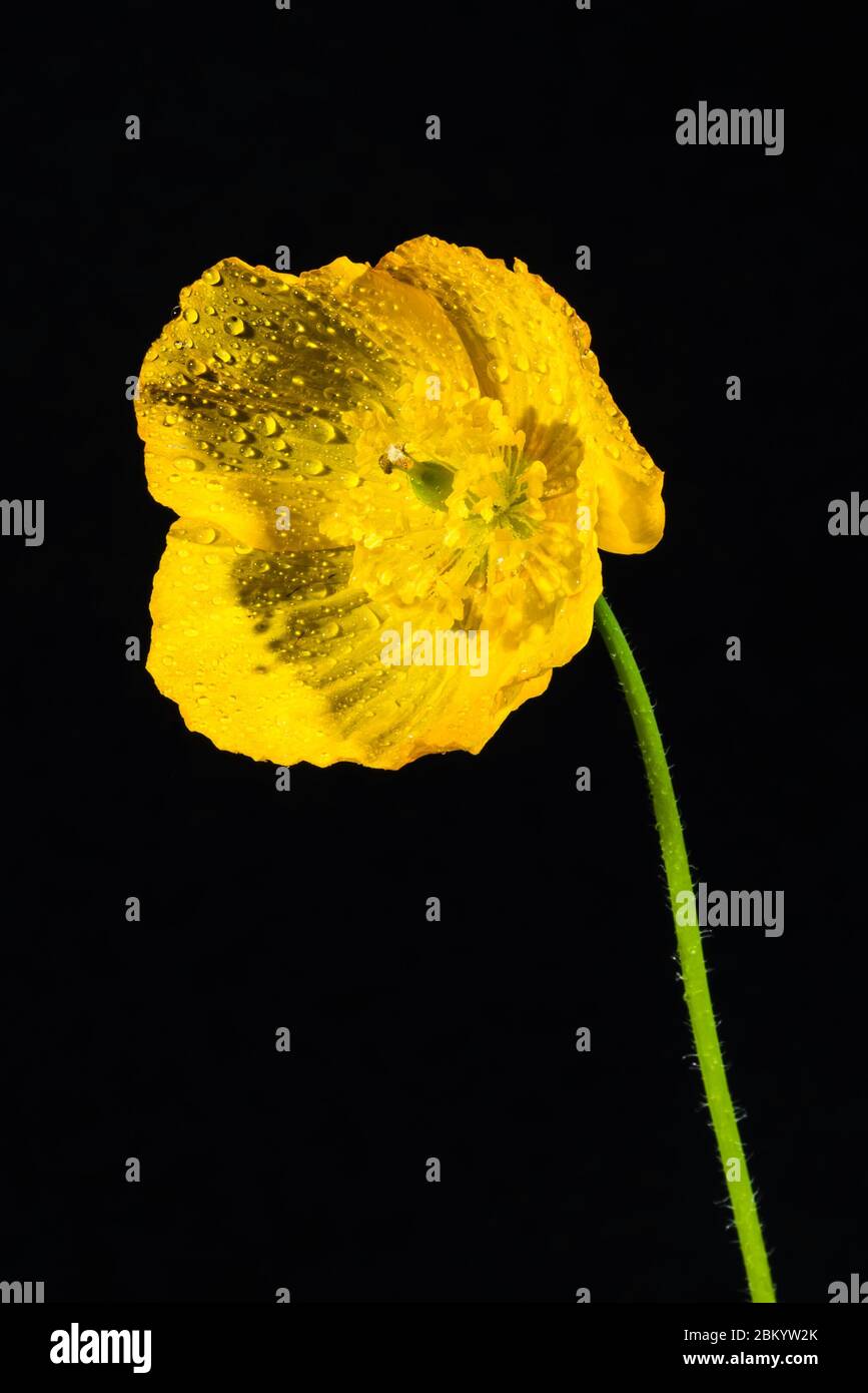 Studio close-up of a bright yellow Welsh Poppy (Meconopsis cambrica ...