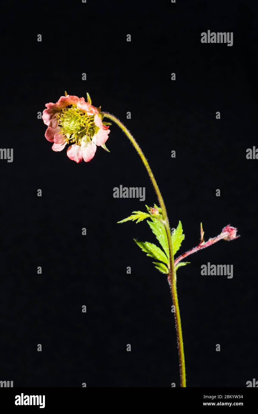 Geum rivale leonards variety hi-res stock photography and images - Alamy