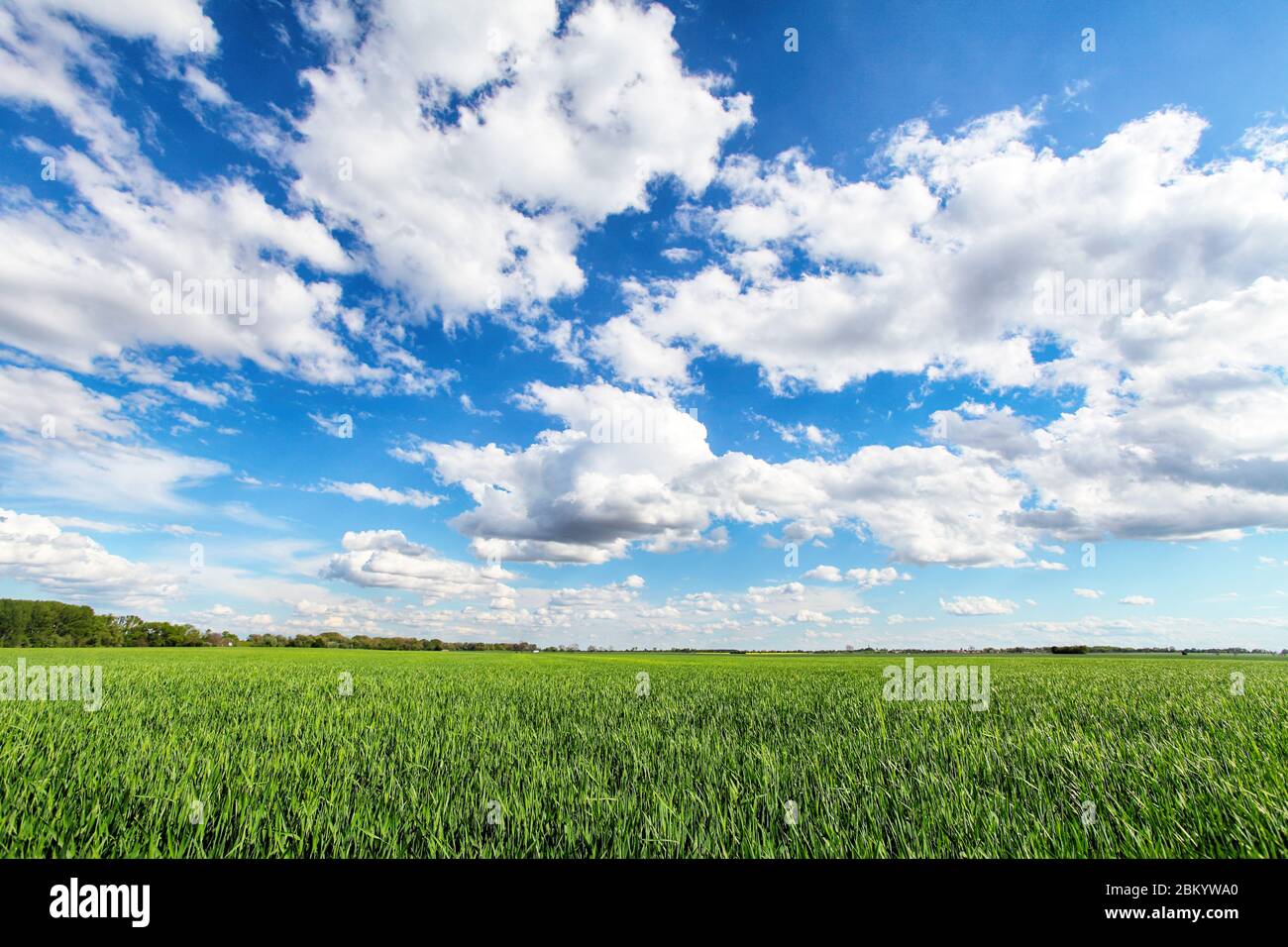 Wheat field with storm - Agriculture Stock Photo - Alamy