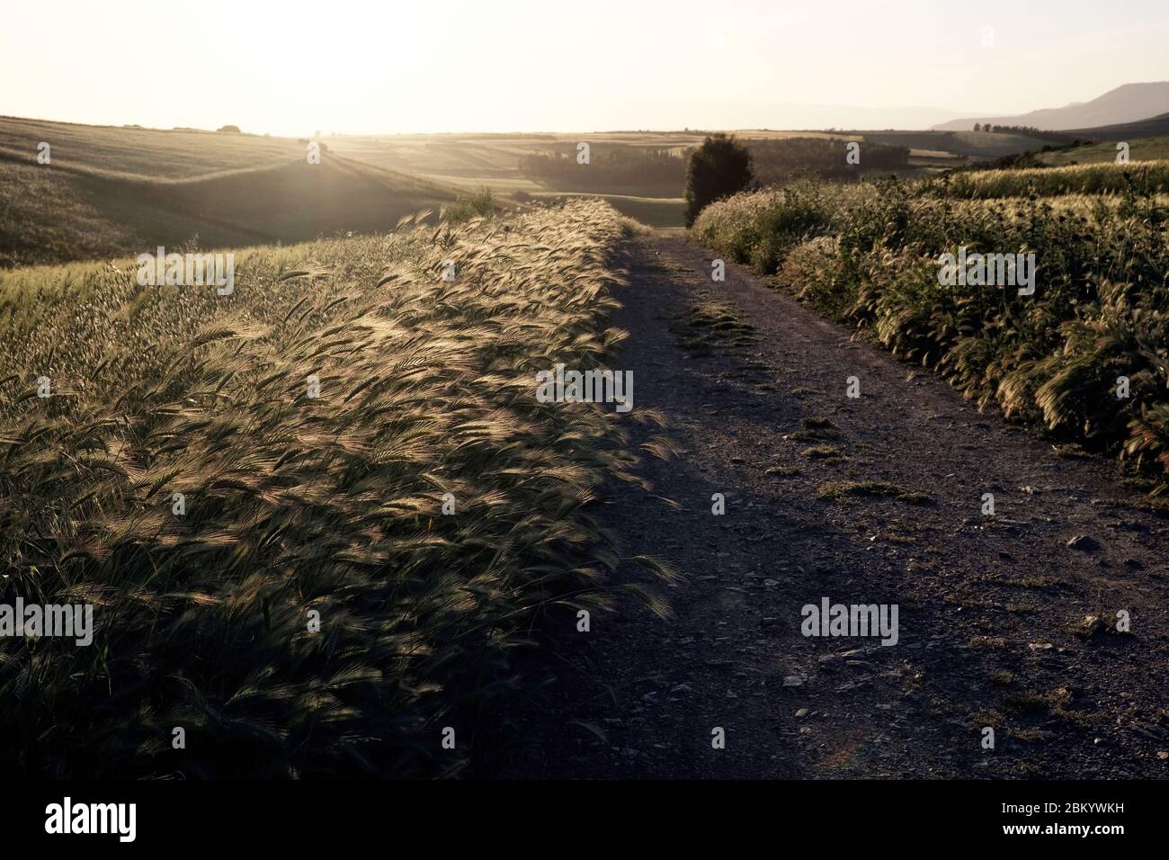 Sardinian landscape with wheat fields at dusk Stock Photo - Alamy