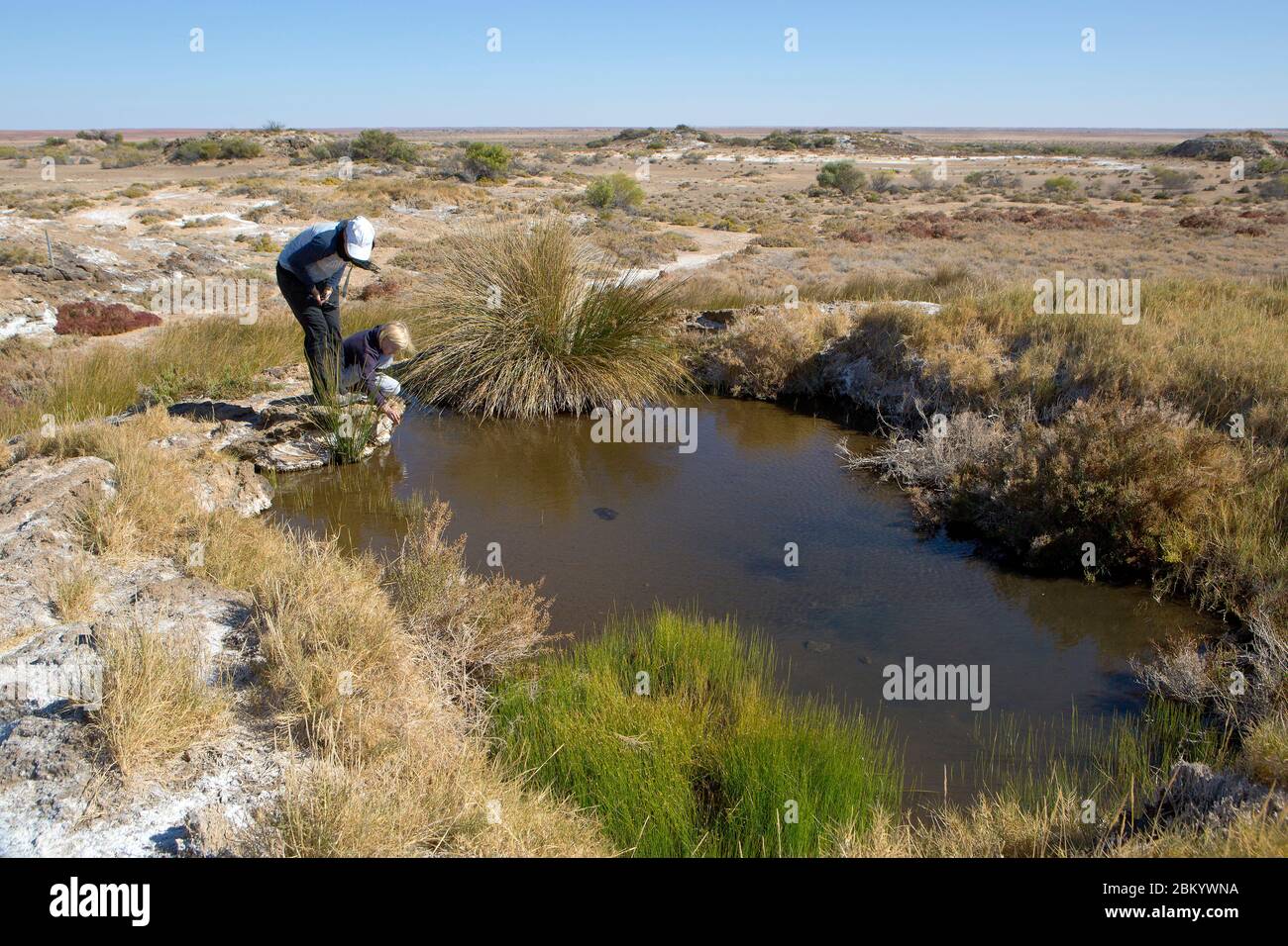 Waterfall Springs mound spring, Strangways Springs, Oodnadatta Track ...