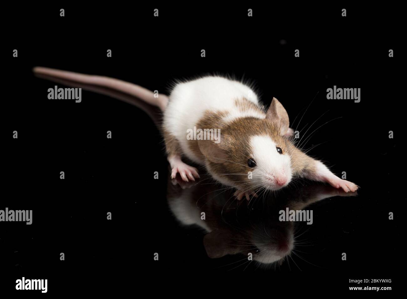 Brown white mouse isolated on black background Stock Photo - Alamy