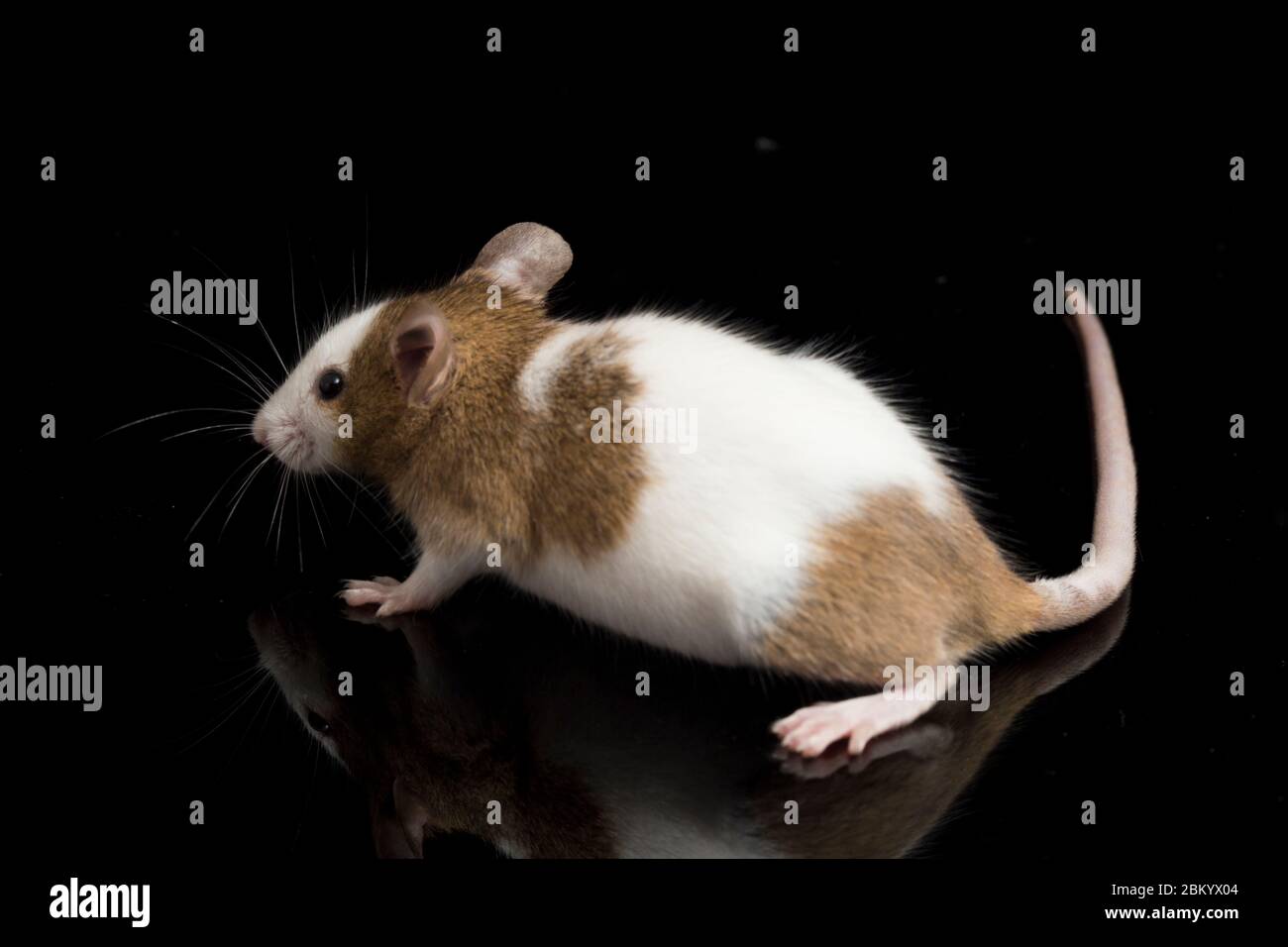 Brown white mouse isolated on black background Stock Photo - Alamy
