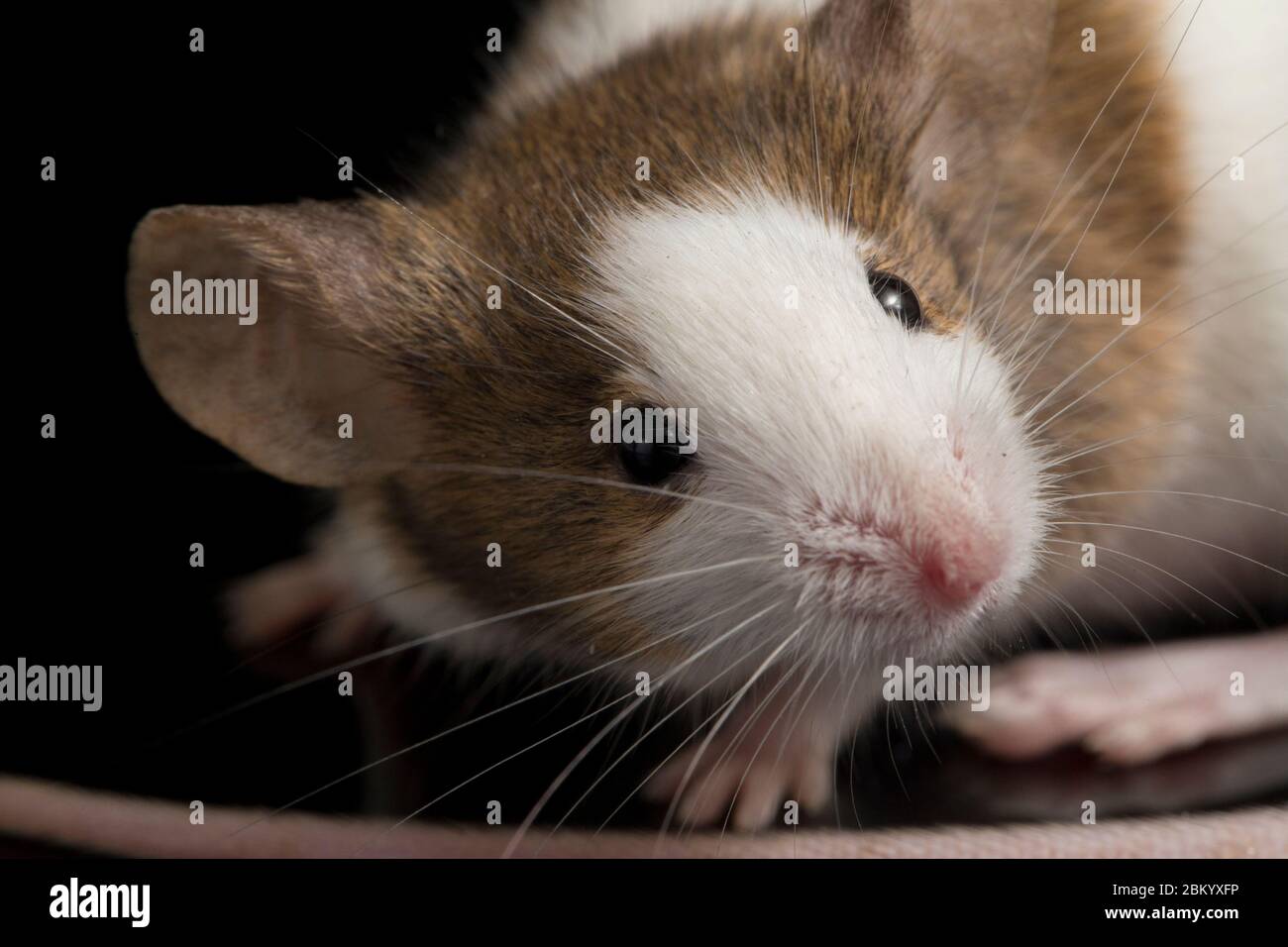 Brown white mouse isolated on black background Stock Photo - Alamy